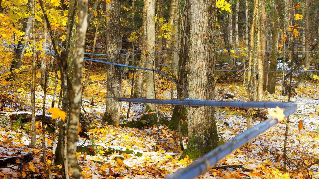 Essential Equipment Every Maple Producer Needs - Learn More ...