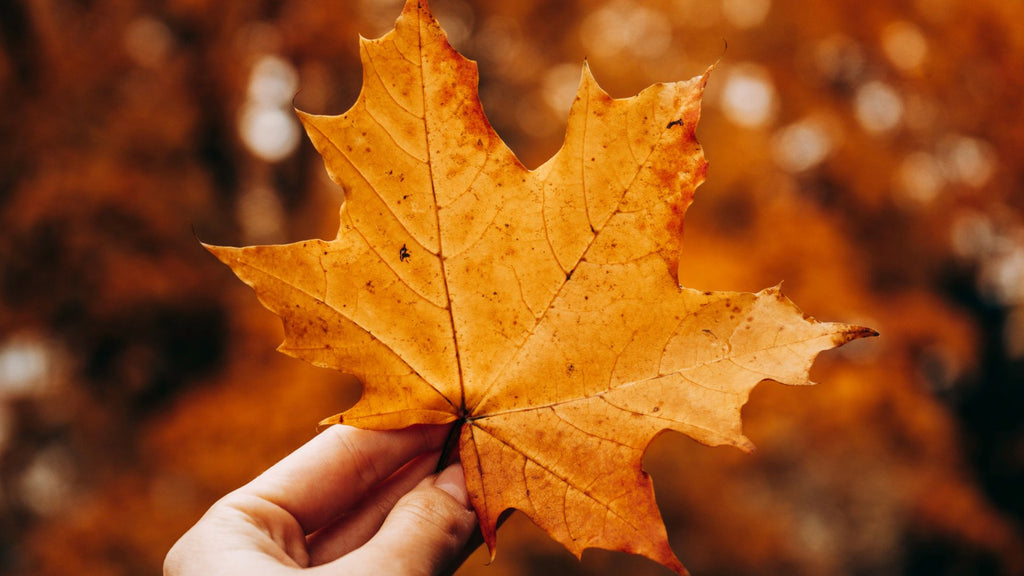 How Weather Affects Maple Production On Our Farm - A Behind the Scenes ...