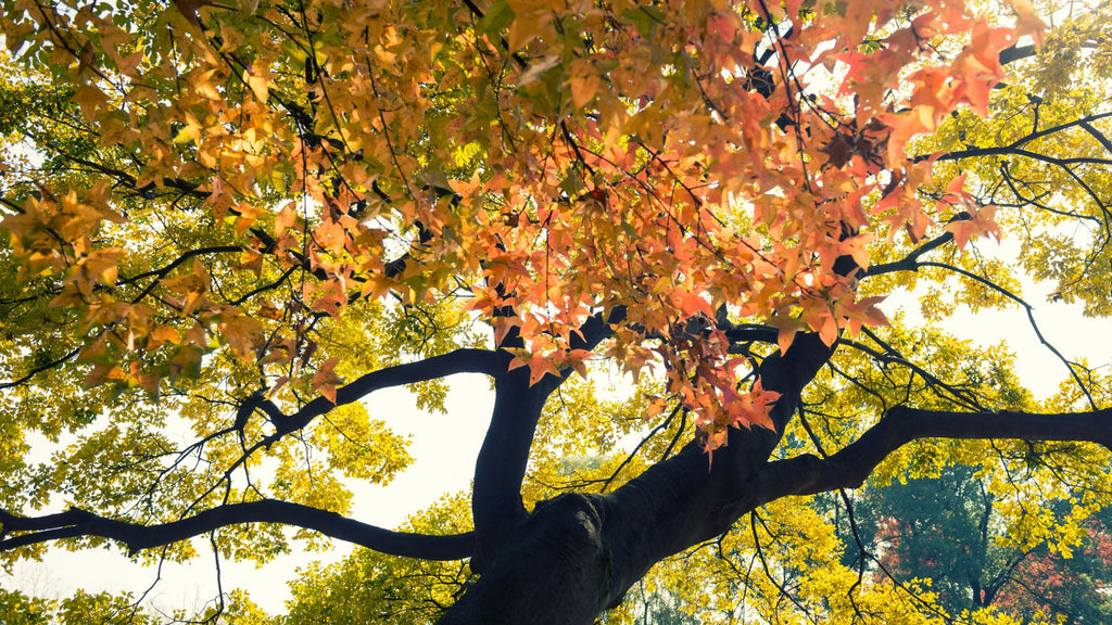 The Maple Syrup Harvest — The Process of Turning It Into a Product ...